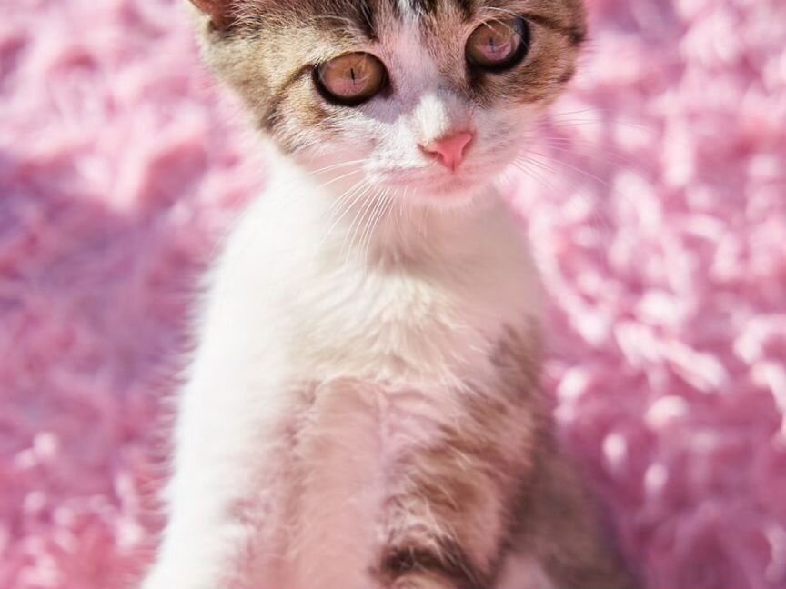 Котёнок малышка Линдочка, в добрые руки