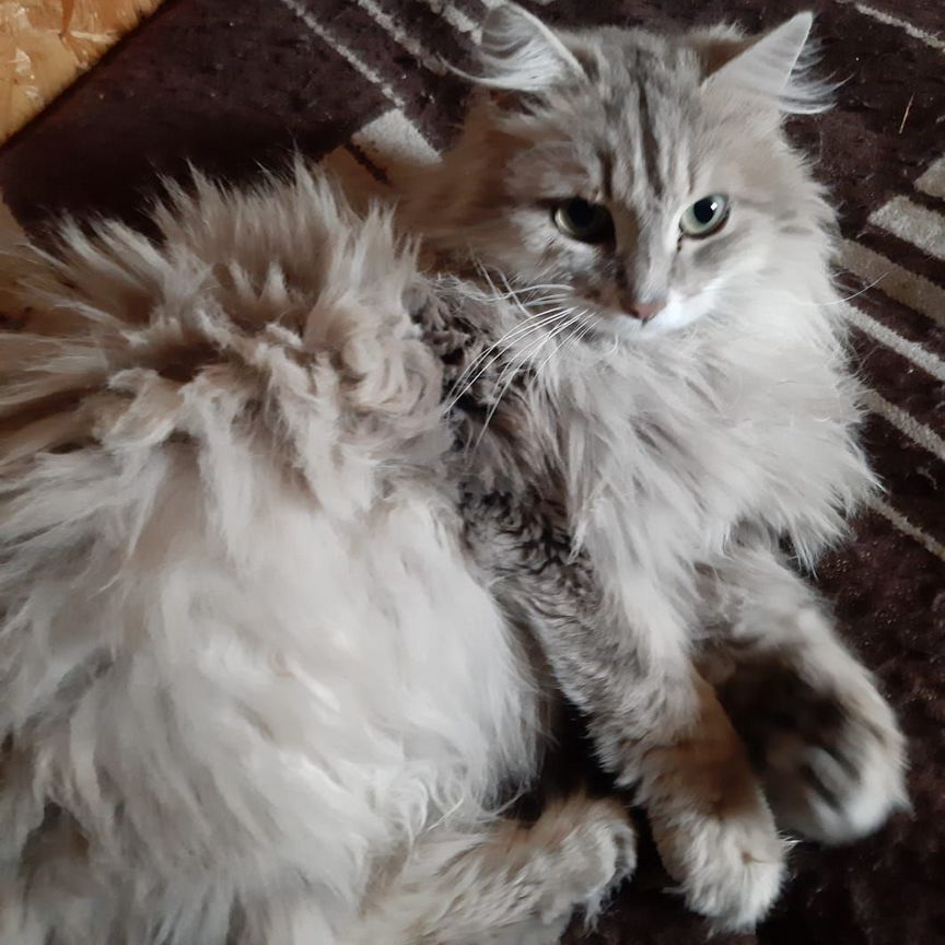 Спасите кошечку