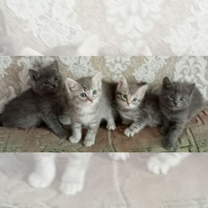 Британский короткошёрстный котёнок