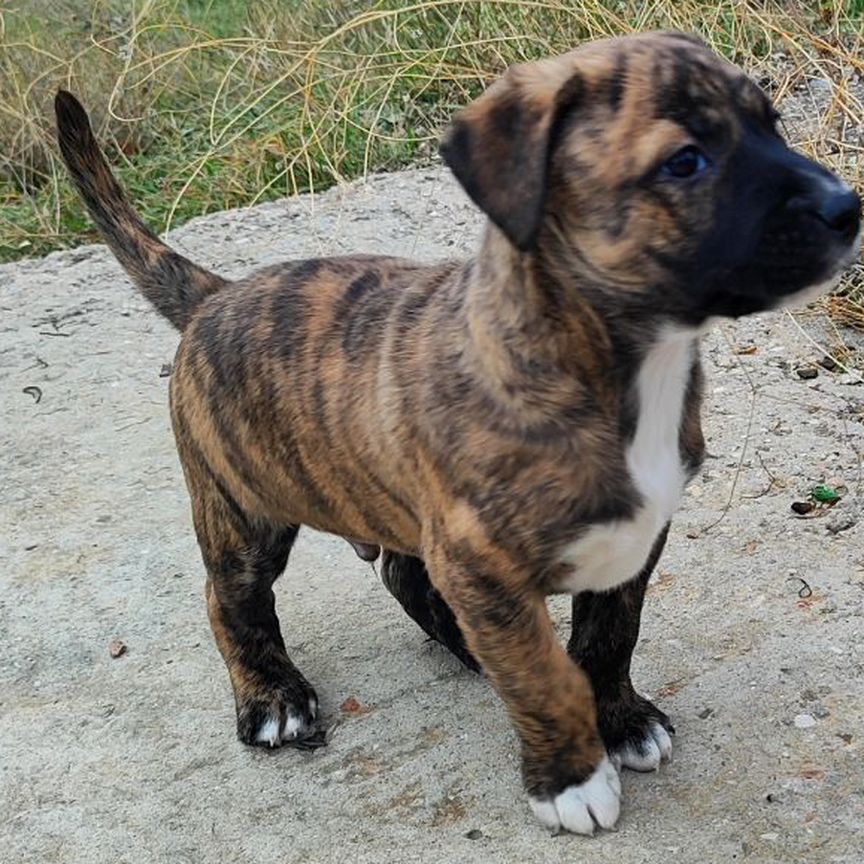 Продается щенок стаффа