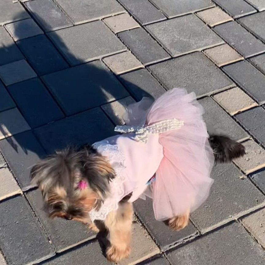 Платье на собачку или кошечку