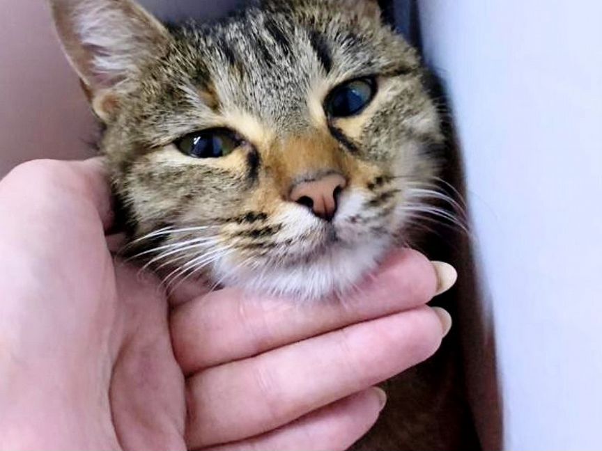 Европейская кошка