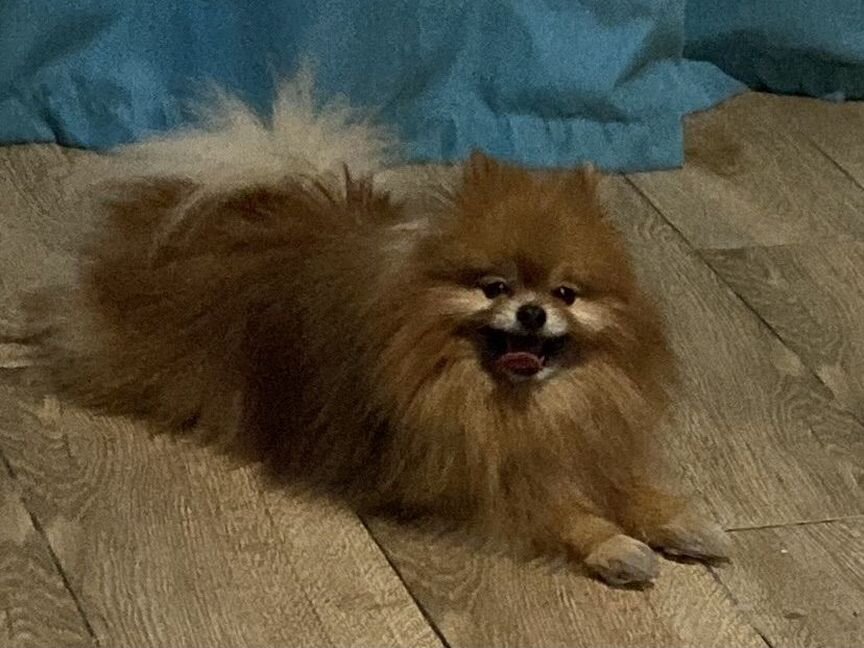 Померанский шпиц мини (вязка)