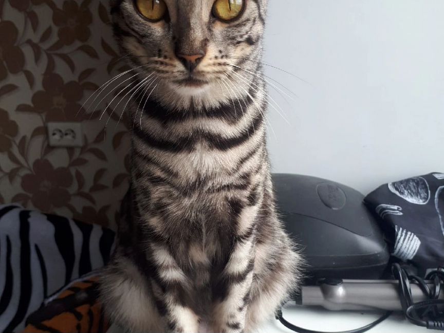 Бенгальская