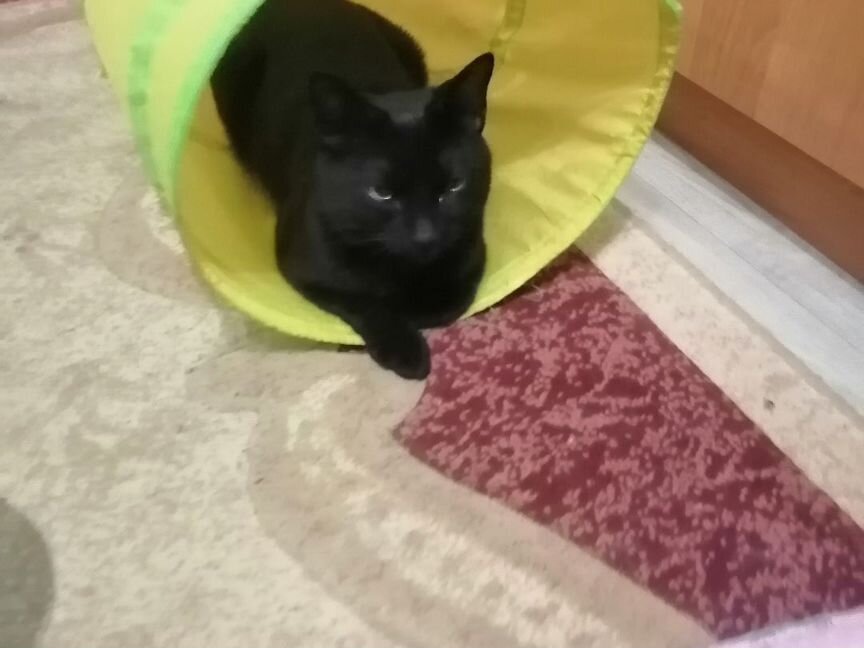 Котик бесплатно