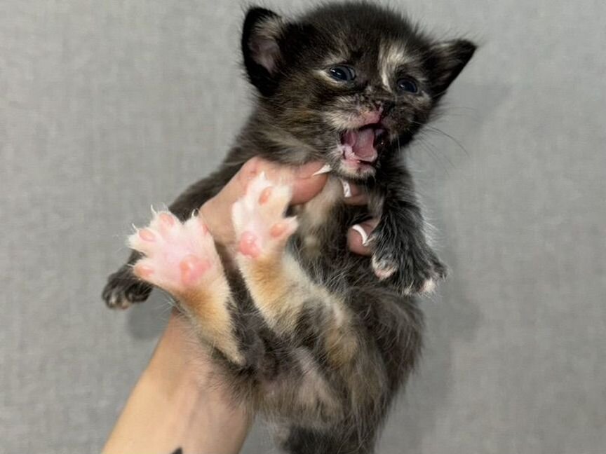 Отдам котят в добрые руки