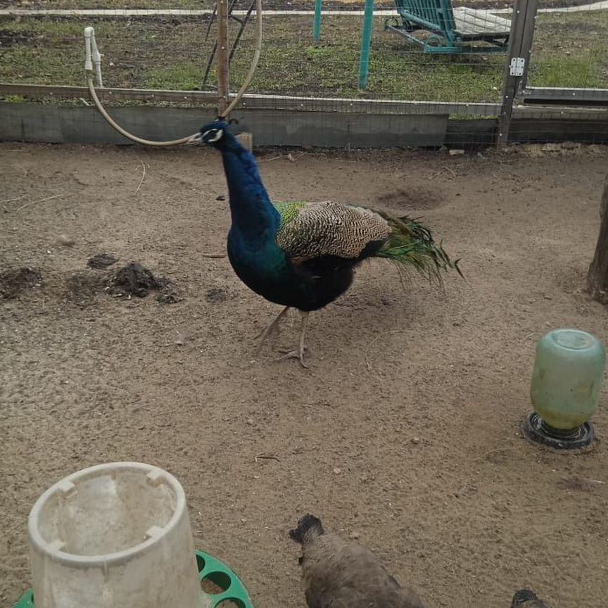 Павлин индийский