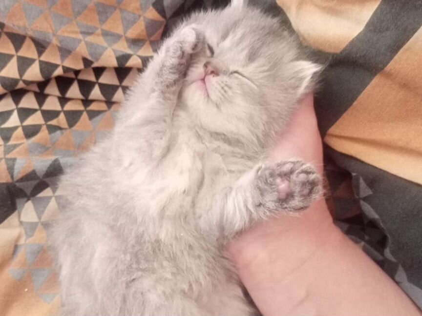 Шотландские котята