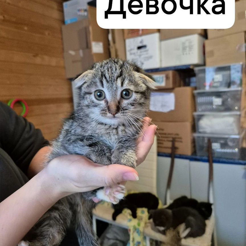 Котята в добрые руки