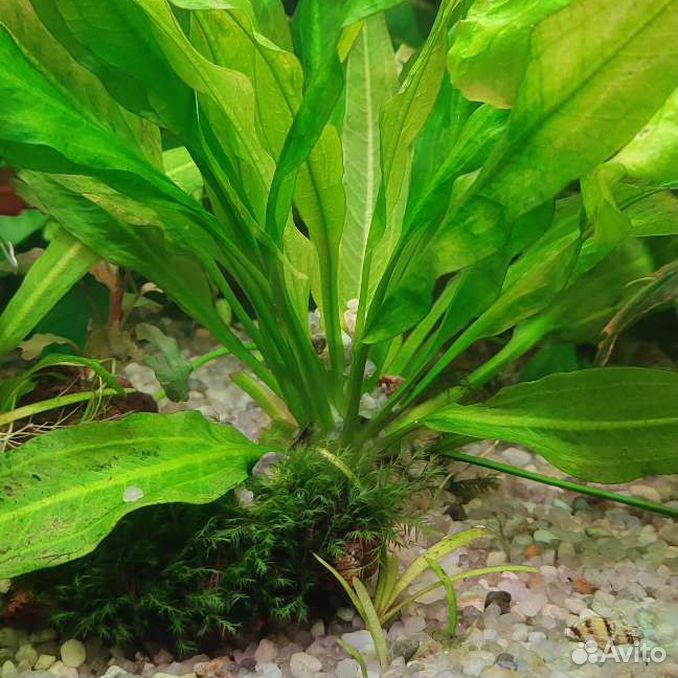 Эхинодорус амазонка, папоротник крыловидный