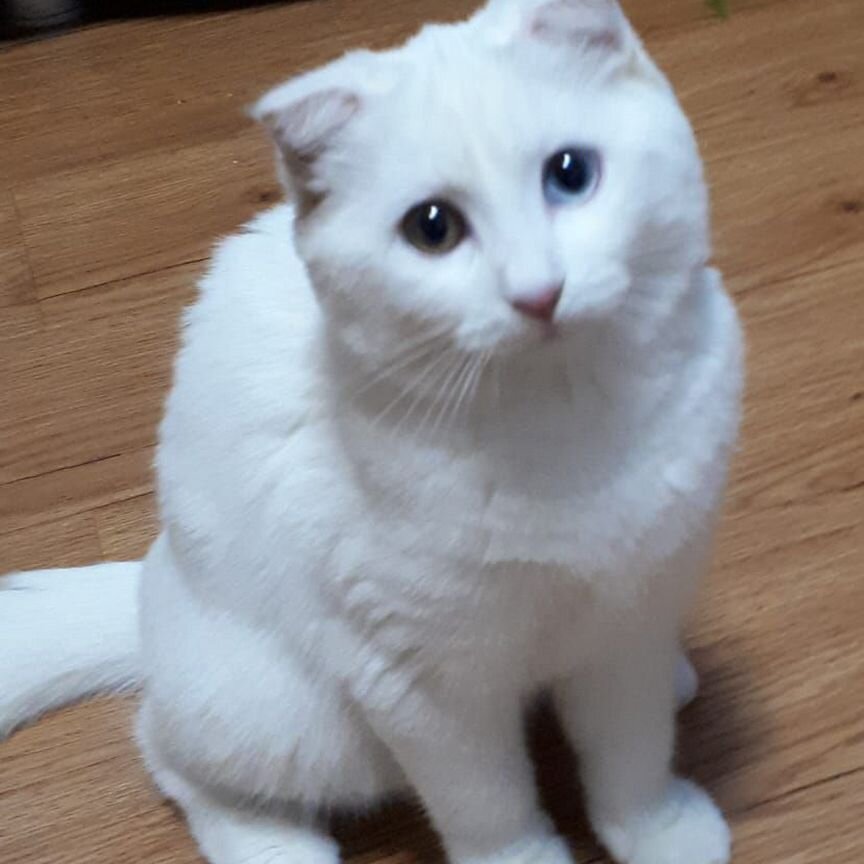 Котёнок британка