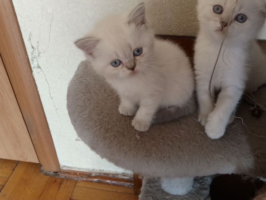 Шотландские котята