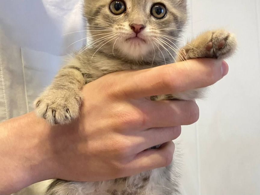 Котята