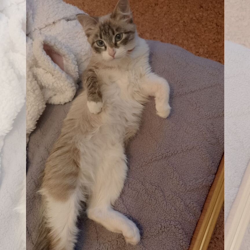 Сибирский котёнок