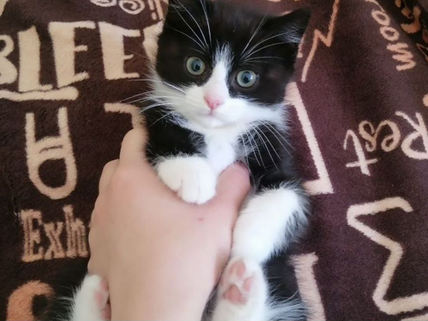 Котенок мальчик