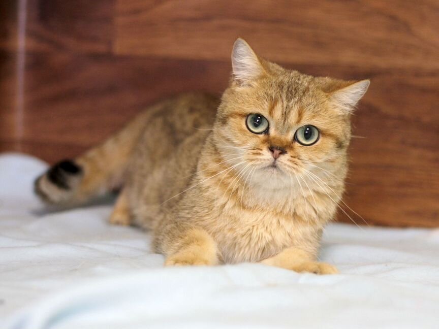 Делли золотая британка