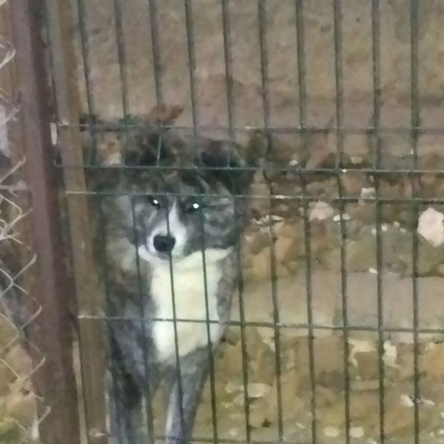 Акита ину бесплатно