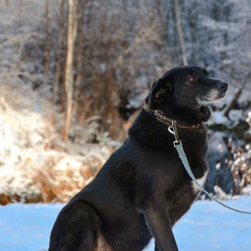 Собака в добрые руки отдам бесплатно