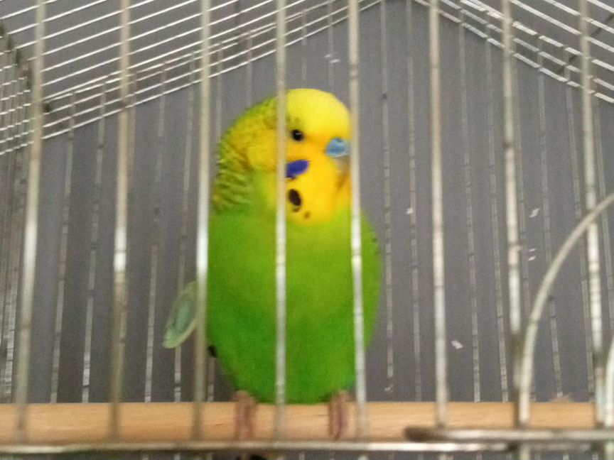 Найден волнистый попугай в районе текстильщиков