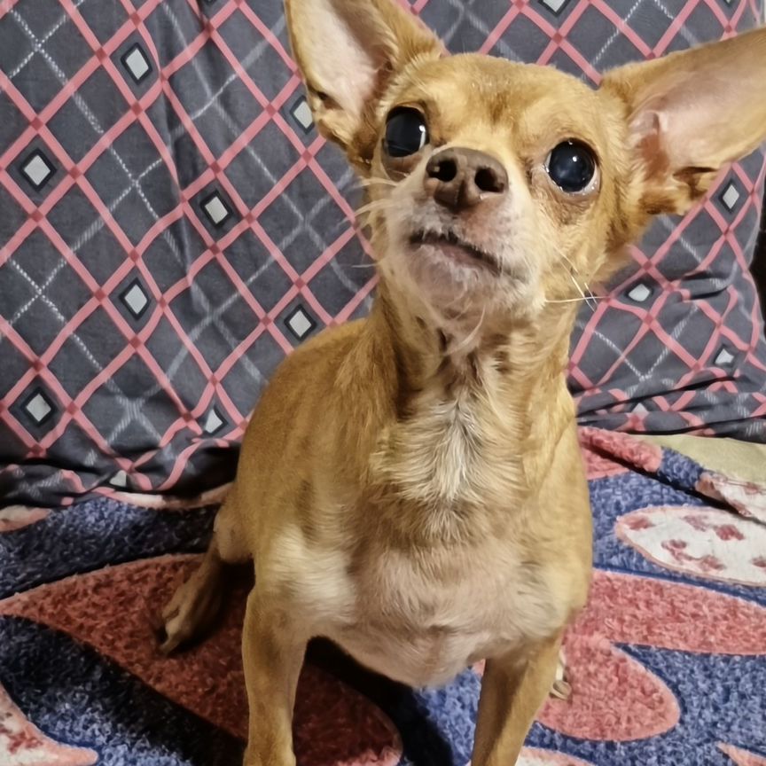 Взрослый пёс в добрые руки