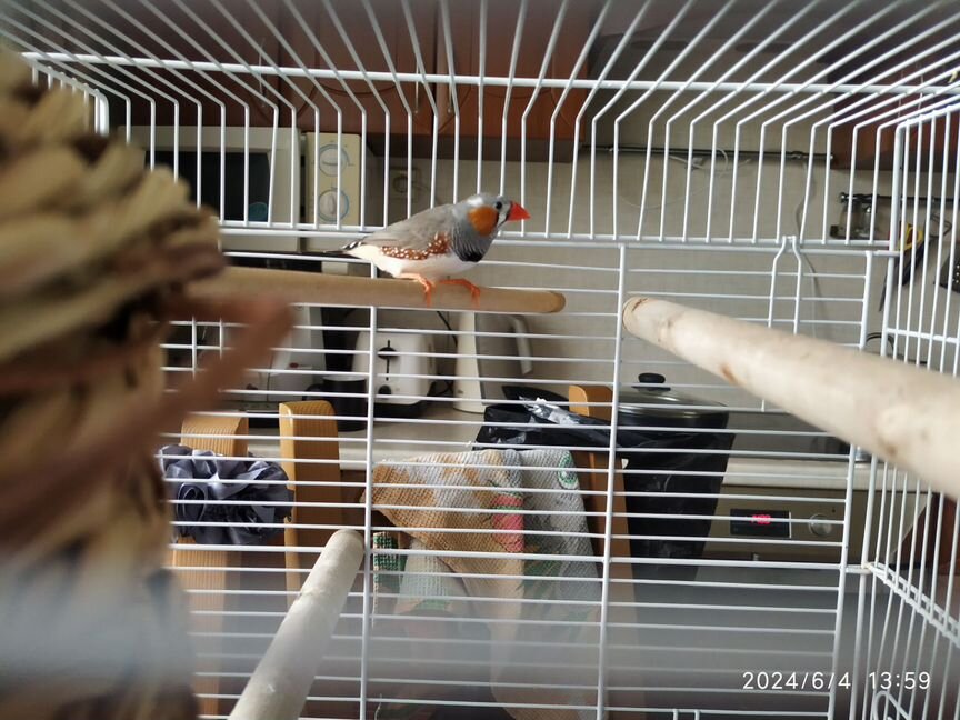 Зебровые амадины