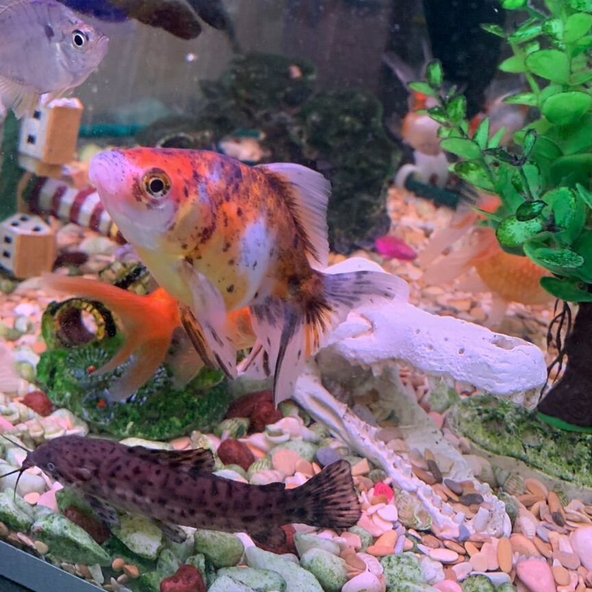 Продам аквариумных рыбок