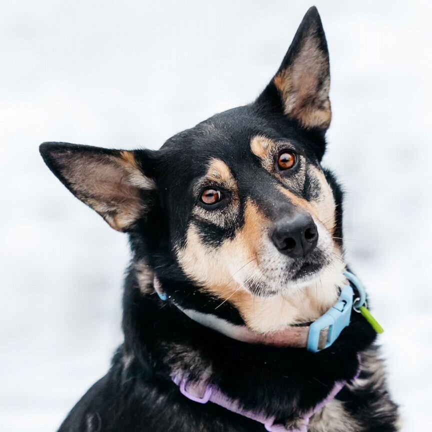 Взрослая собака в добрые руки