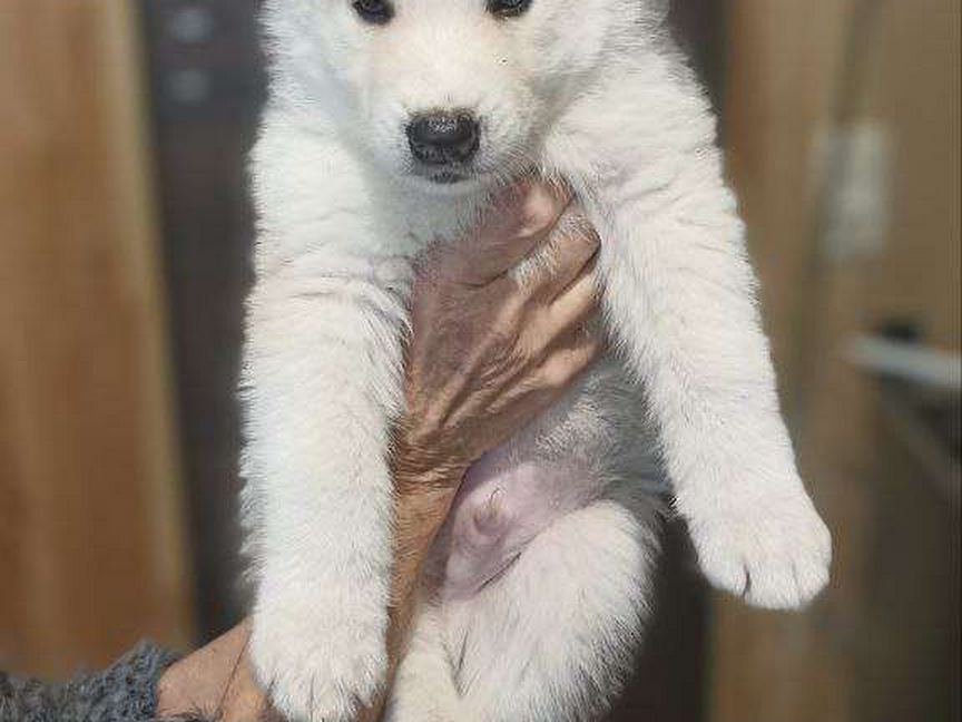 Щенки хаски