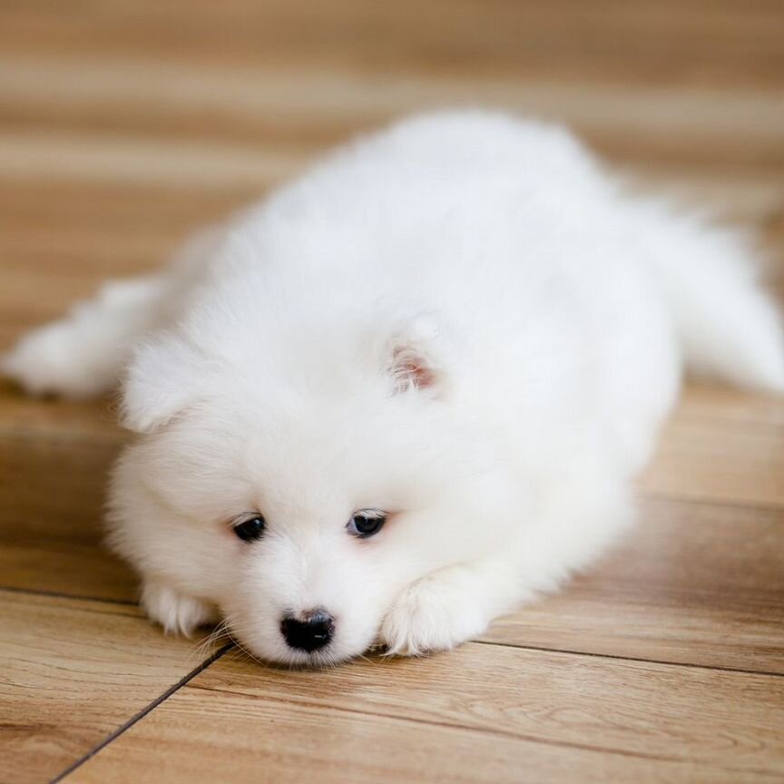 Самоедская лайка девочка 2,5 мес