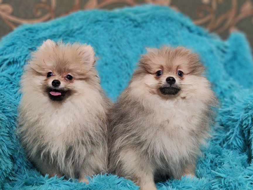 Шикарные парни