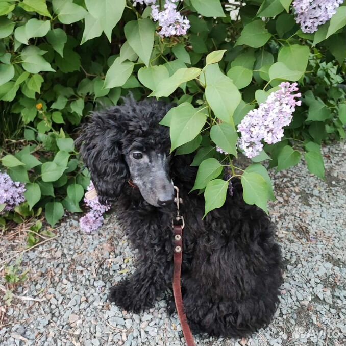 Щенки малого пуделя