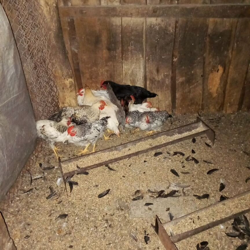 Петушки разных пород