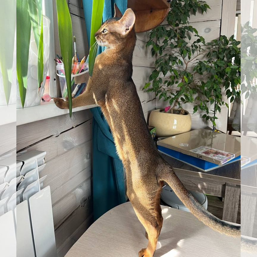 Абиссинский котёнок