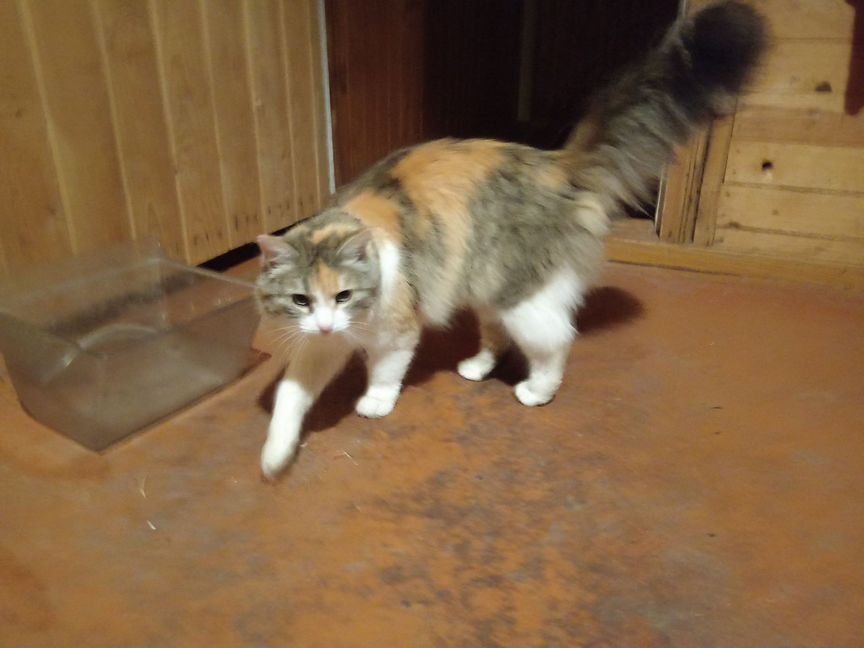 Кошка Бантик