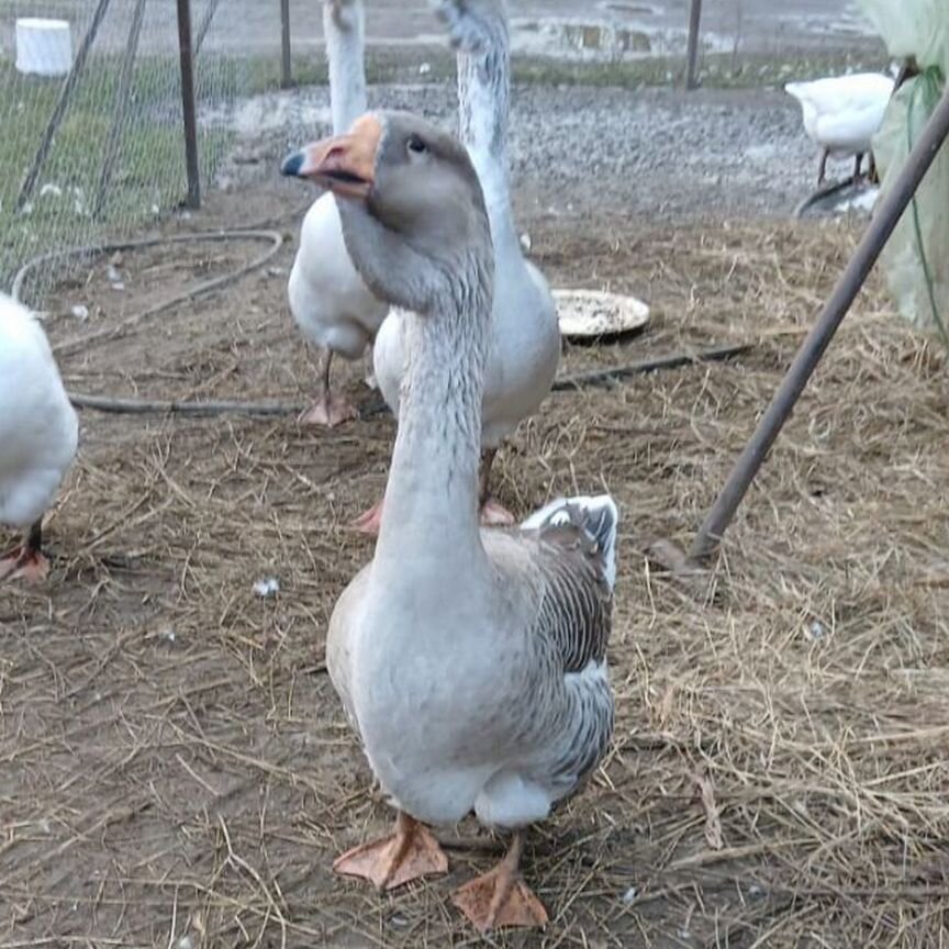 Холмогорские гуси