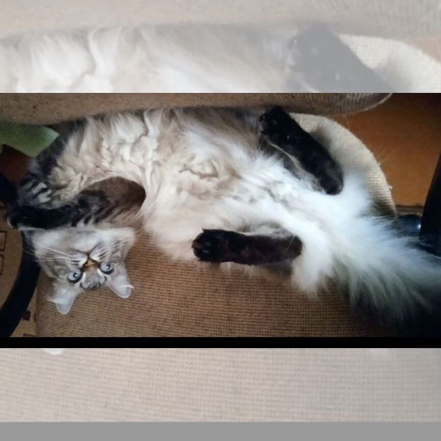 Невская маскарадная кошка, взрослая