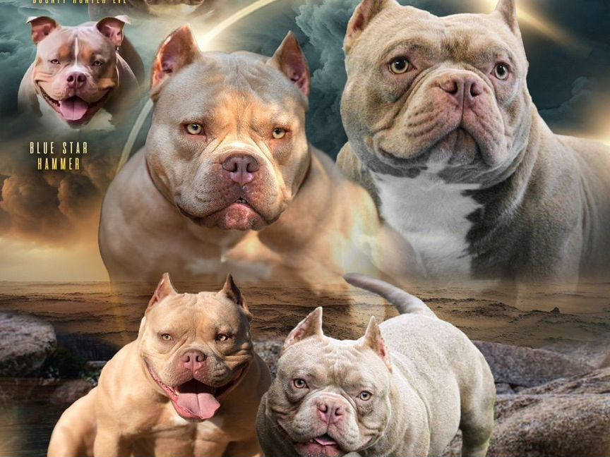 Американский булли микро и покеты