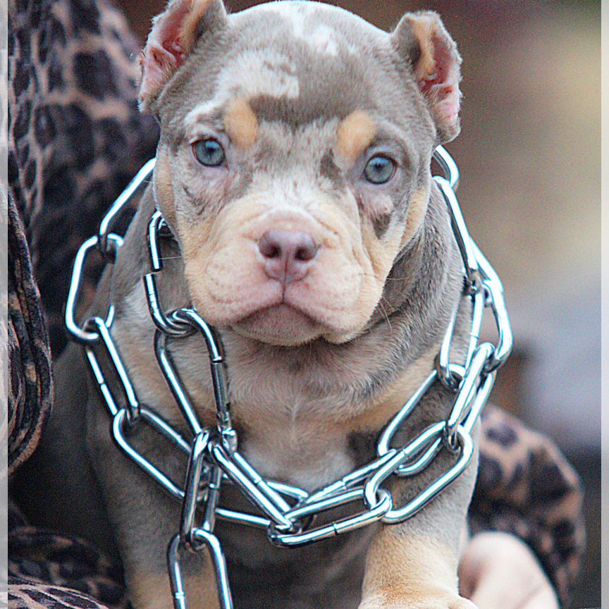 Американский булли, щенок