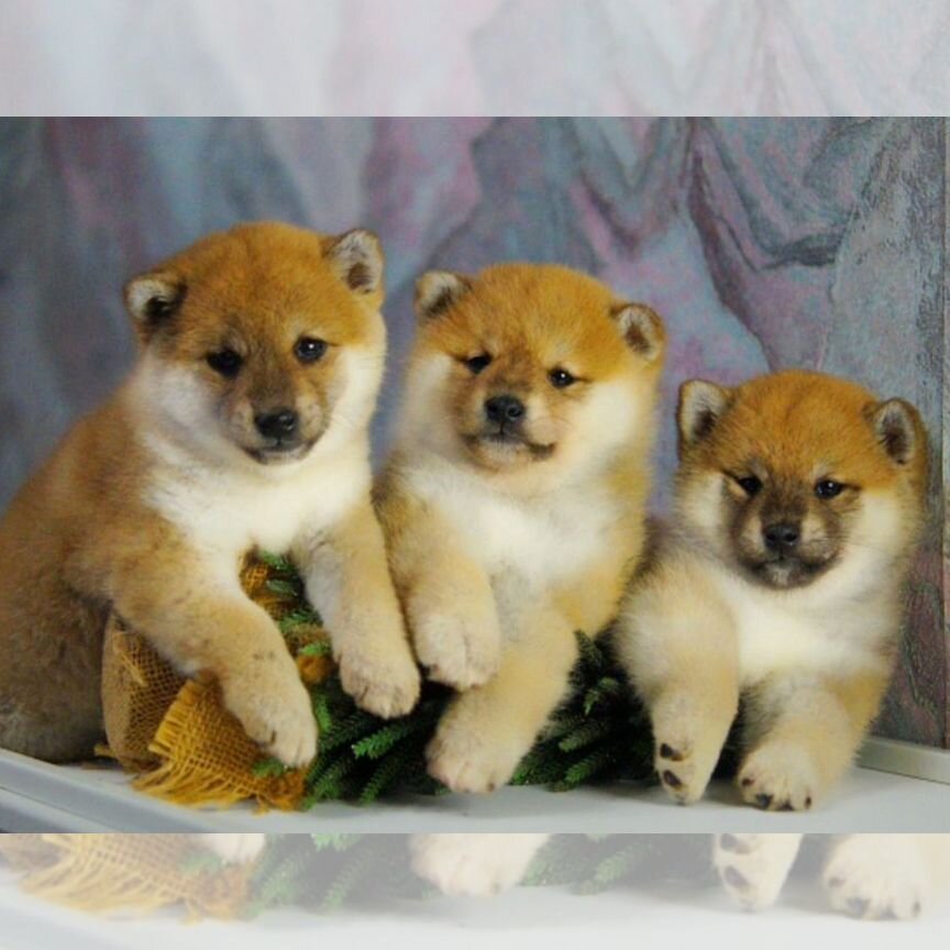 Сиба-ину, щенок