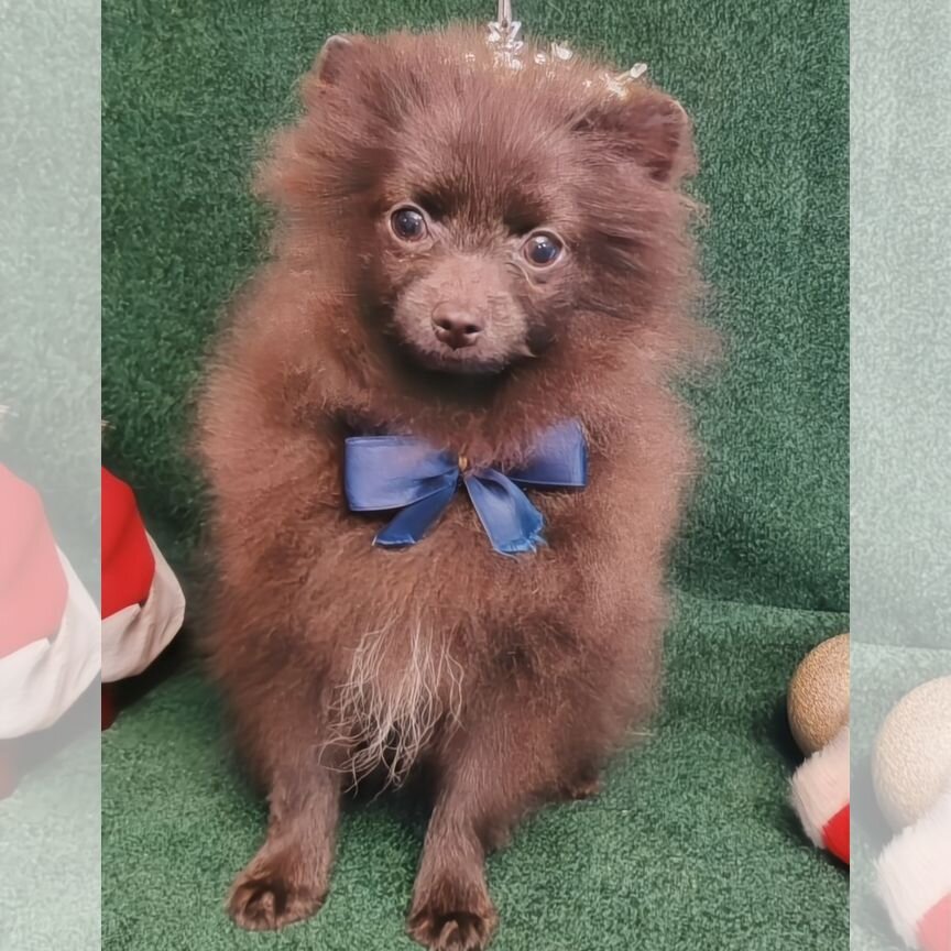 Померанский шпиц, щенок