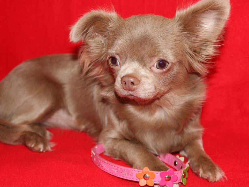 Чихуахуа девочка лиловая