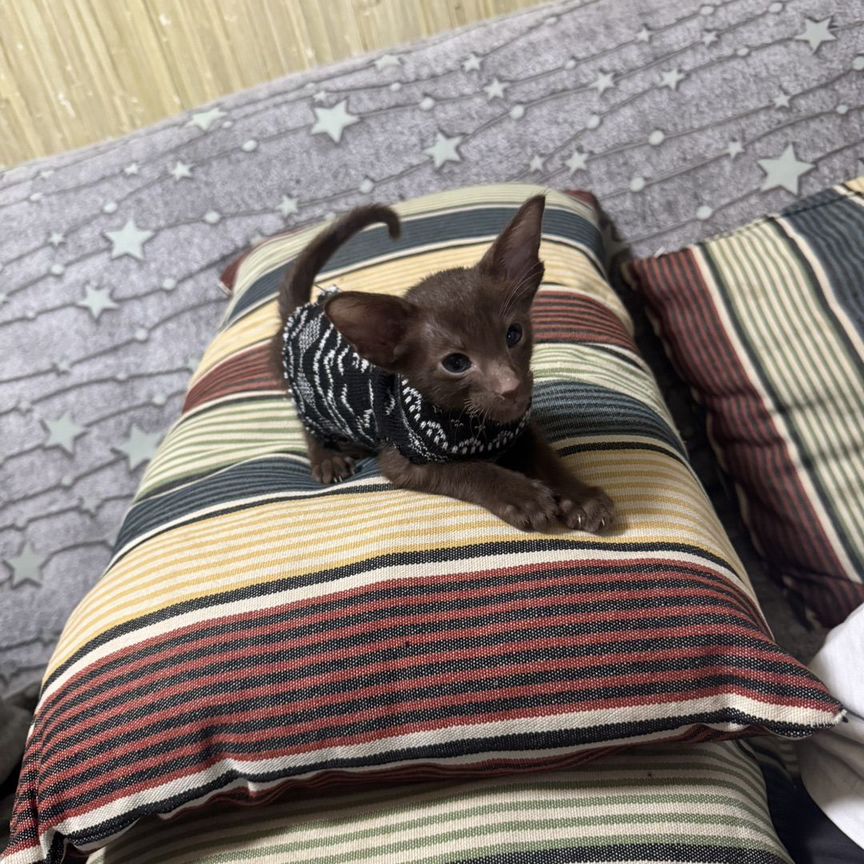 Продаётся чудный мальчишка ориентал