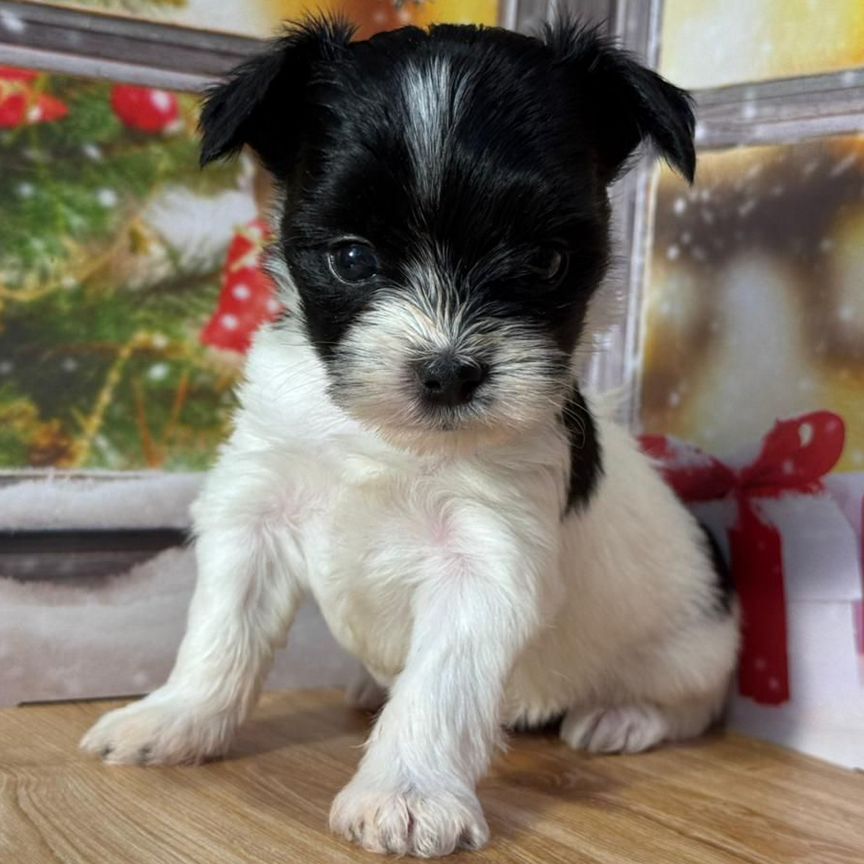 Бивер-йоркширский терьер, щенок