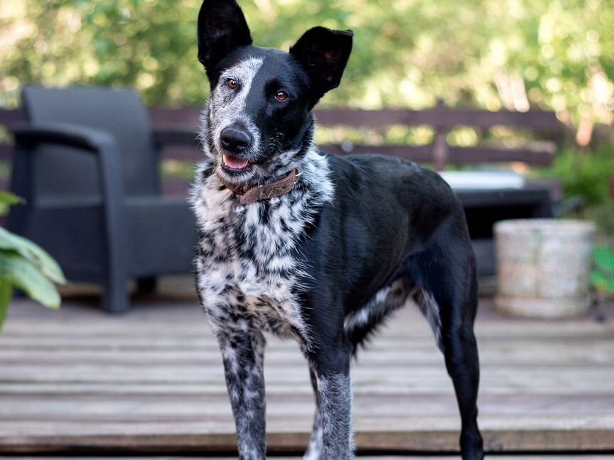 Санта в добрые руки