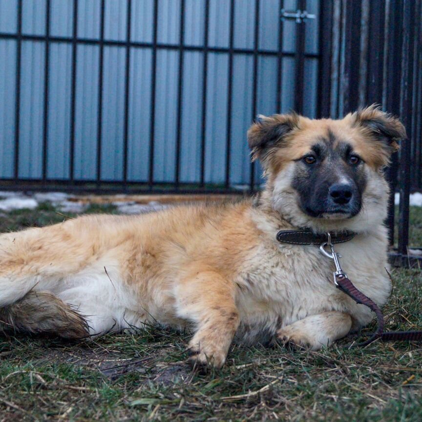 В добрые руки