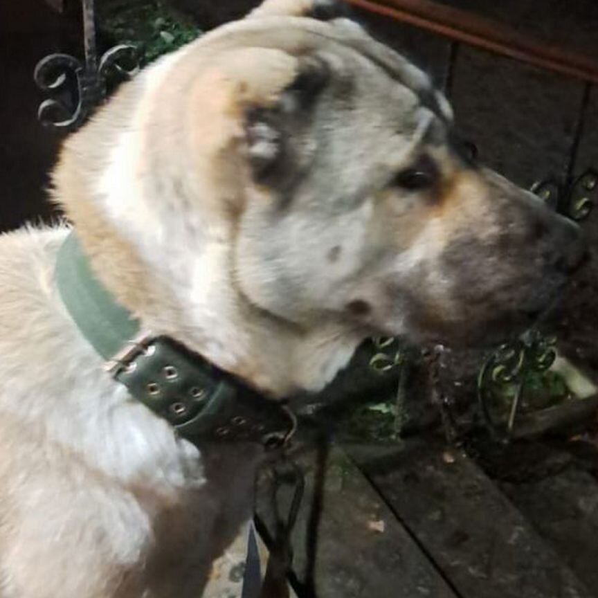 Среднеазиатская овчарка, щенок