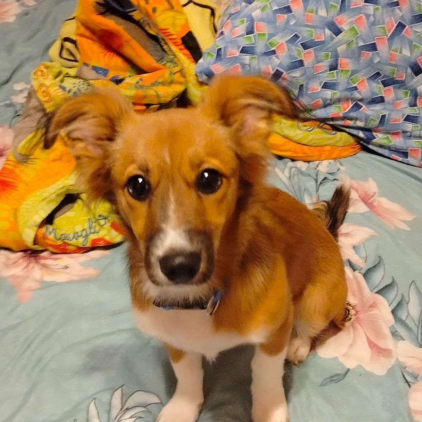 Щенок в добрые руки бесплатно