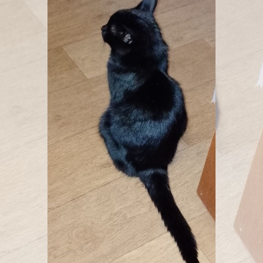Отдам кота в добрые руки бесплатно