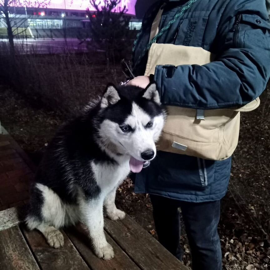 Сибирский хаски