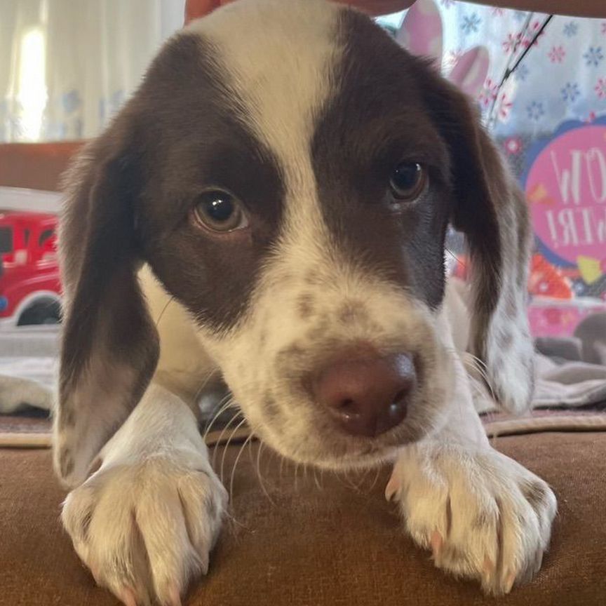 Русский охотничий спаниель, щенок